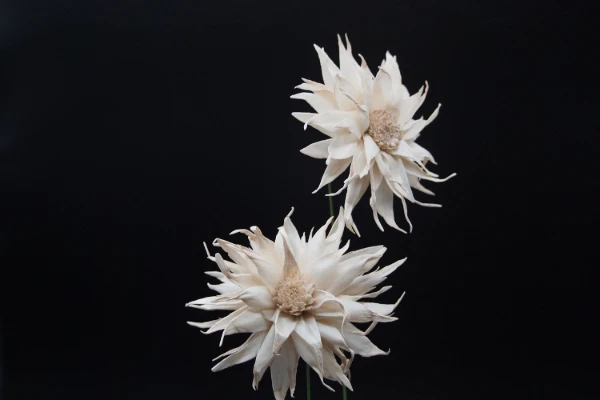 SOLA WOOD FLOWER (COSMOS / WHITE) #SF-002/WH