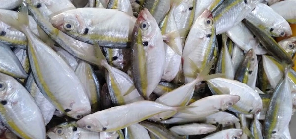 Frozen Seafood - Yellow Strip Fish